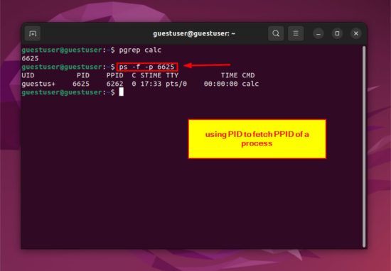 How to Find the PID and PPID Linux [7 Easy Methods]